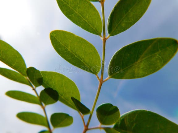 Up Close Look of a Moringa Leaf and Beautiful Blue Sky Stock Photo ...