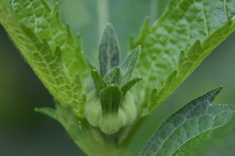 Close-up of Budding Flower Bud, with Visible Petals and Leaves Stock ...