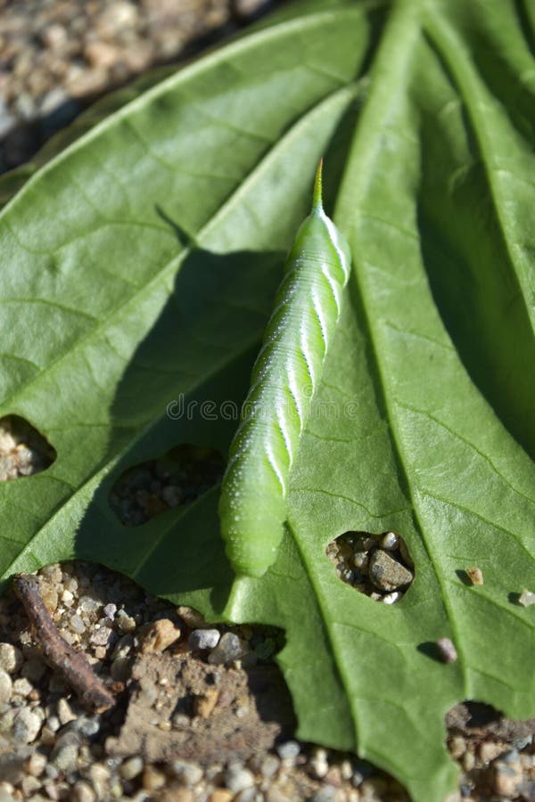 Up Close Look at a Tomato Hornworm on a Leaf Stock Photo - Image of ...