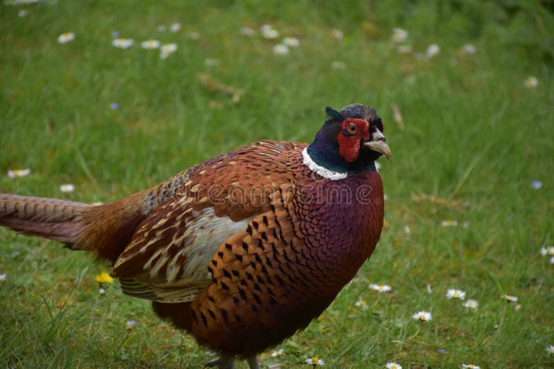 Close Up Look at a Wild Pheasant in England Stock Image - Image of ...