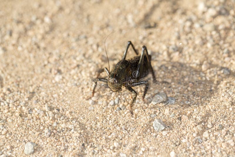 375 Desert Cricket Stock Photos - Free & Royalty-Free Stock Photos from ...