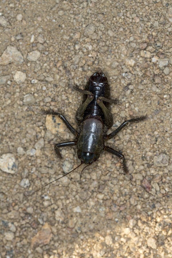 375 Desert Cricket Stock Photos - Free & Royalty-Free Stock Photos from ...