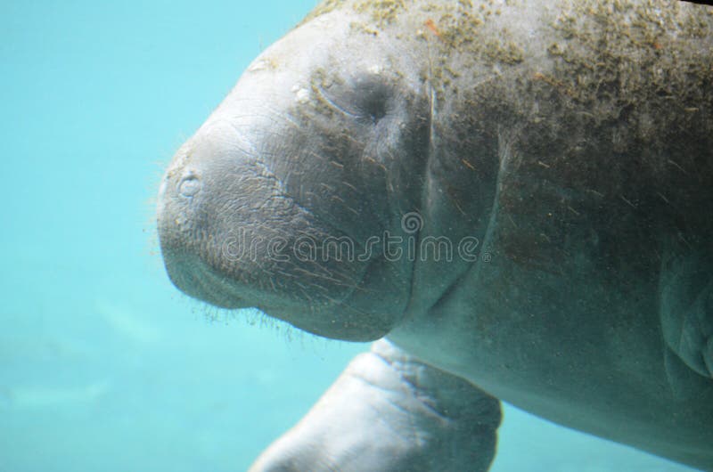 Up Close with a Manatee stock image. Image of seacow - 80399339