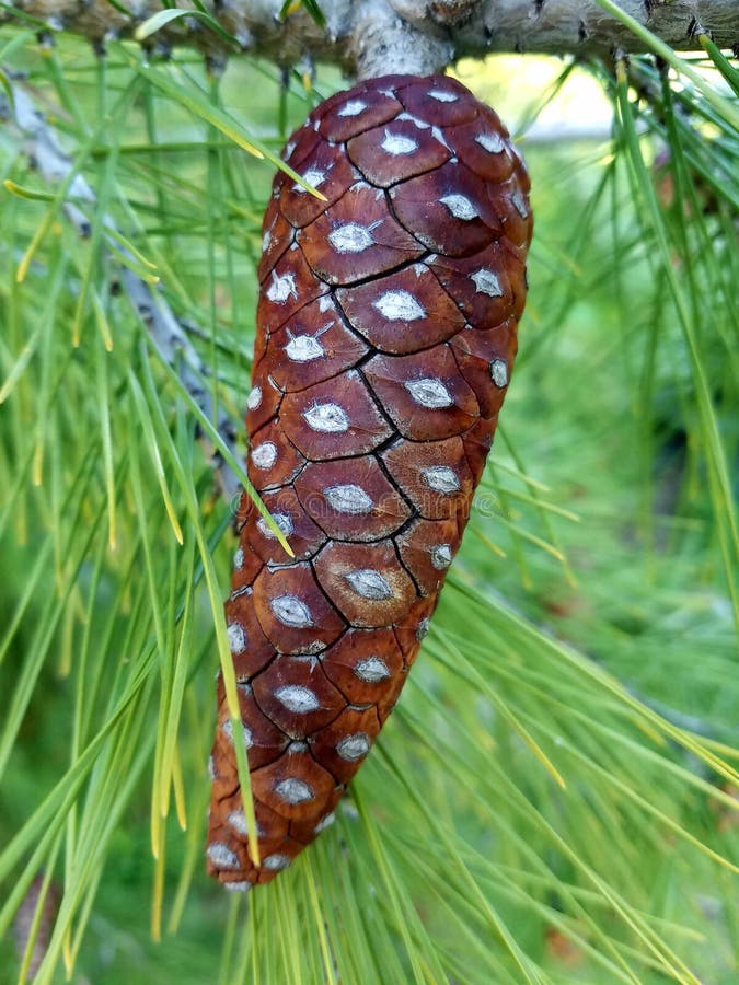 Up Close New Pine Cone on Tree 4k Stock Image - Image of plants, seeds ...