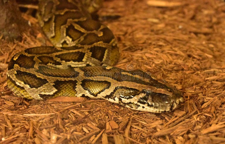 Up Close and Personal with a Burmese Python Stock Photo - Image of ...