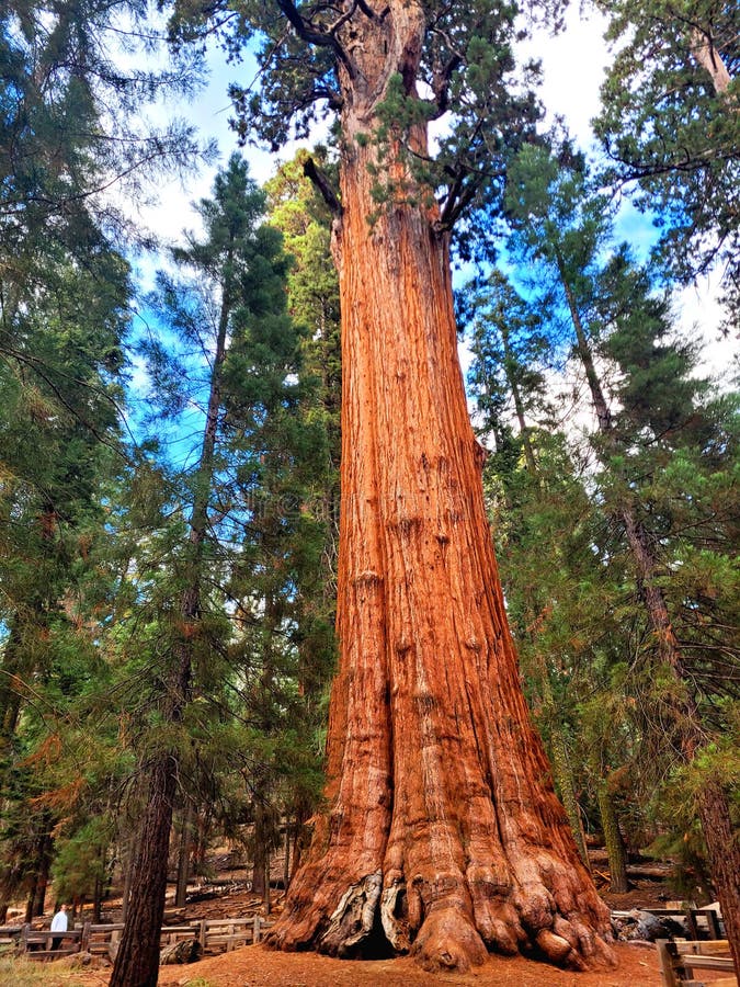 General Sherman Tree in Sequoia National Park Stock Image - Image of ...