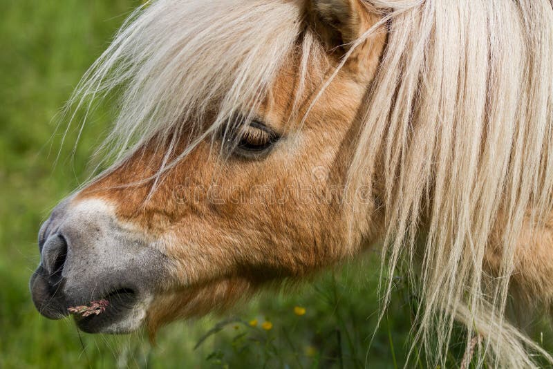 Up close pony portrait stock photo. Image of pets, close - 41371290
