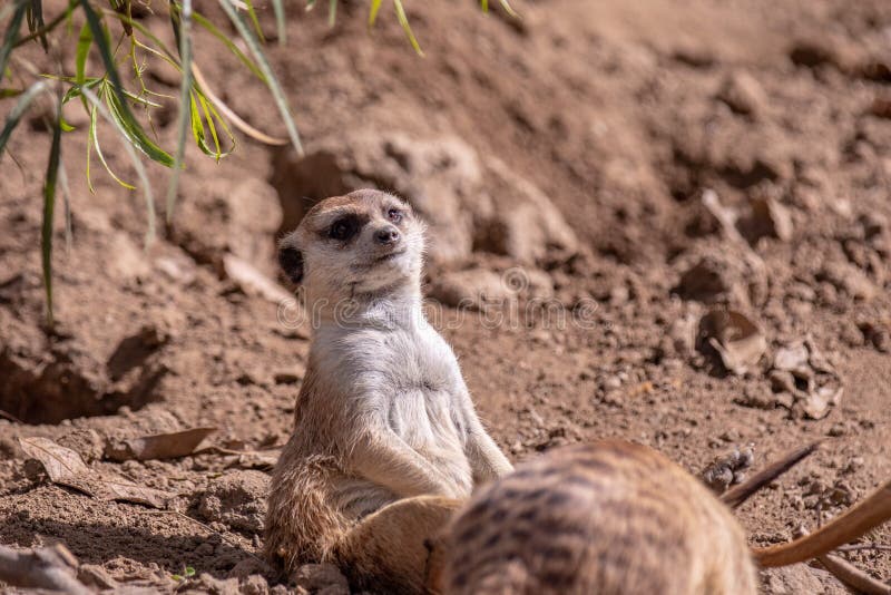 Meerkat close up stock image. Image of safari, mouth - 60603897