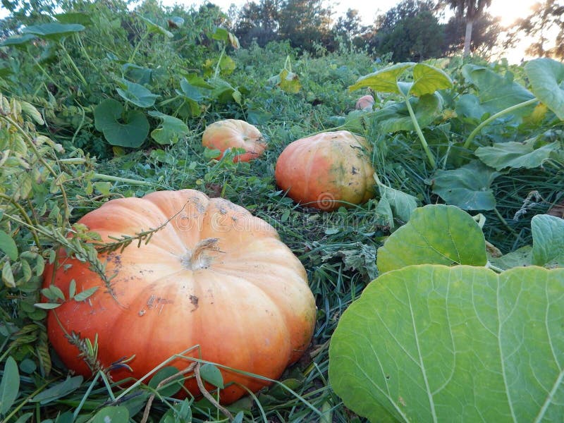 Flat-lay Pumpkin Top and Stem Stock Image - Image of autumn, halloween ...