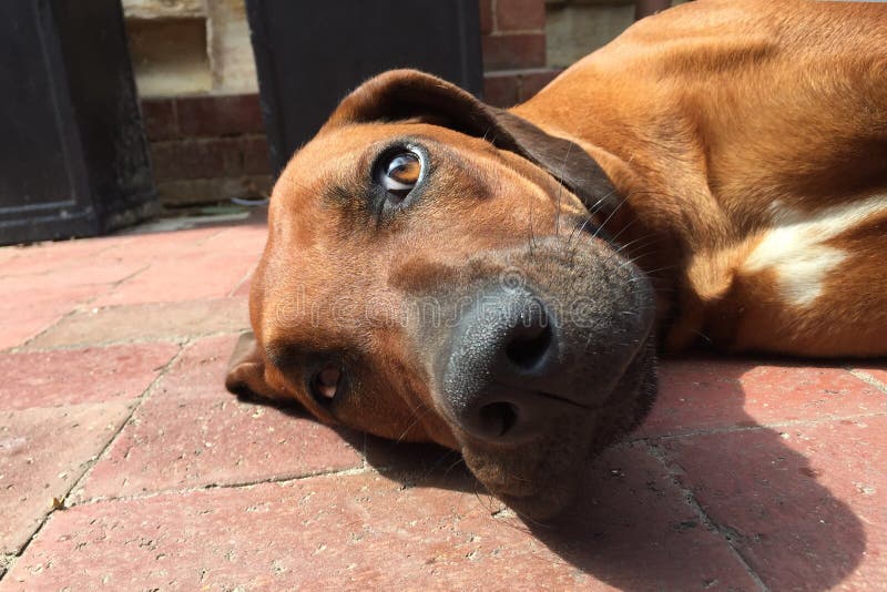 Up Close with a Rhodesian Ridgeback Stock Photo - Image of warm, ginger ...