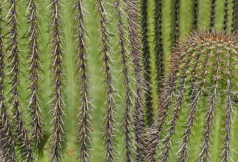 Up Close with a Saguaro Cactus Stock Photo - Image of cactus, national ...
