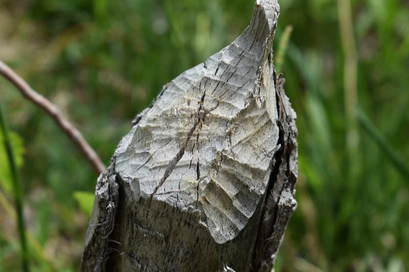 Up Close Shot of Beaver Chewed Tree Stump Stock Image - Image of plant ...
