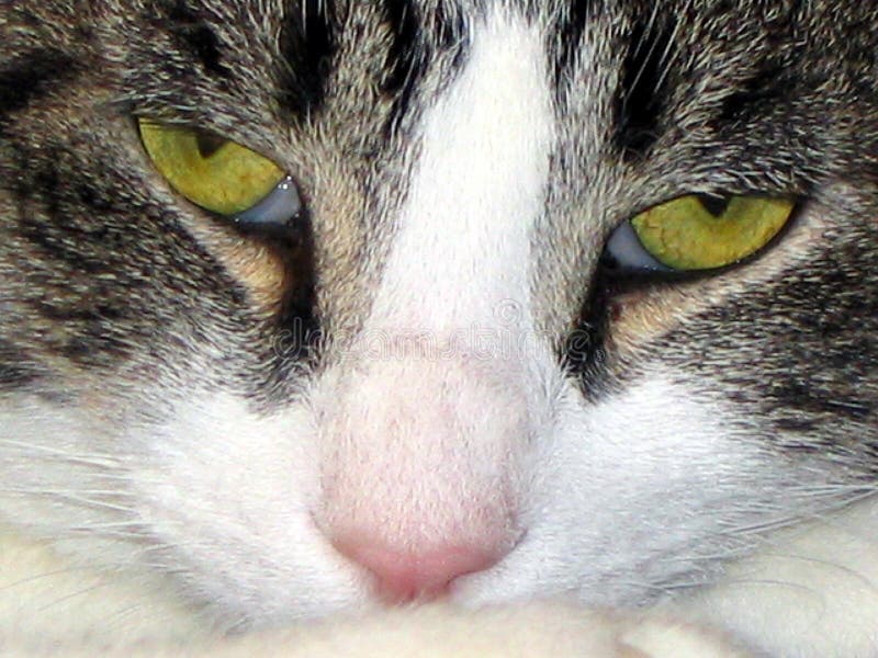 Up Close Shot of an Intense Cat Stock Image - Image of shot, close ...