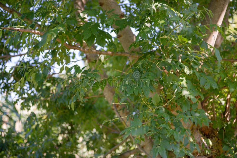 Up-close Shot of Tree Branches and Leaves in a Shade Stock Image ...
