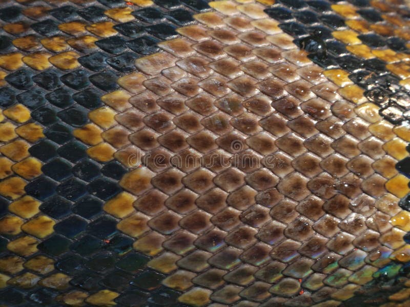 Python Skin Texture with Scales Forming an Abstract Design Pattern ...