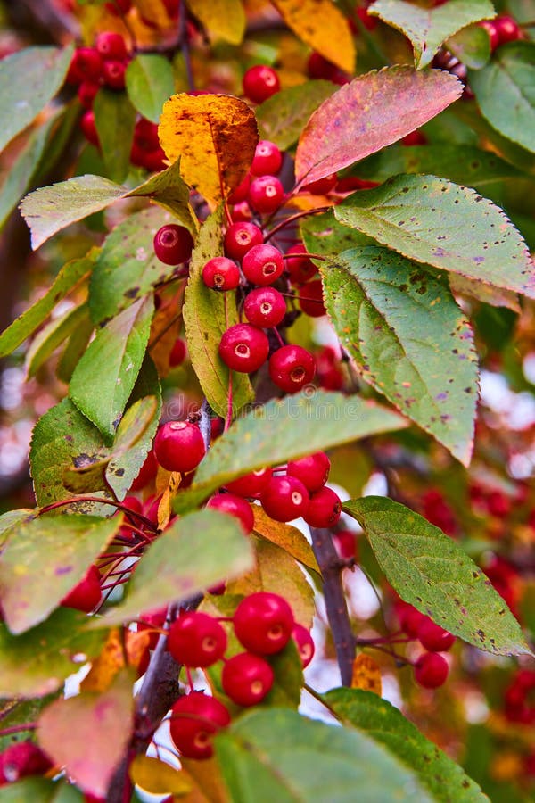 Up Close To Fall Tree Branch Covered in Small Red Berries Stock Photo ...