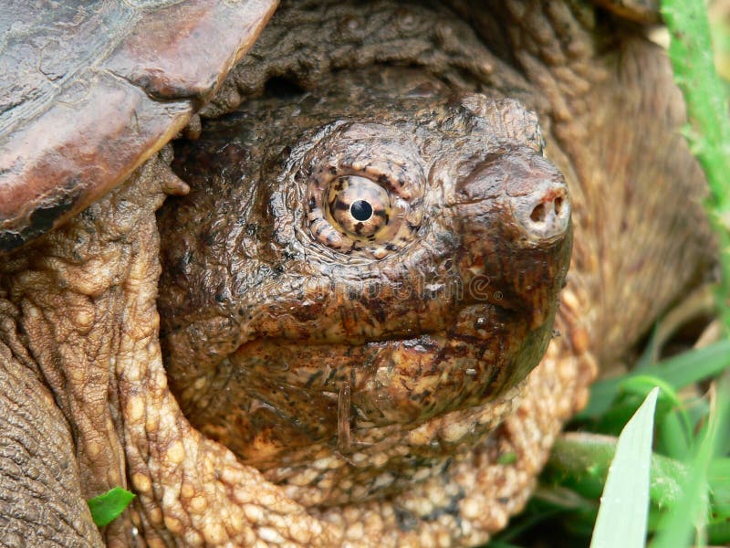 Up Close and Ugly stock photo. Image of scaly, herpetology - 720180