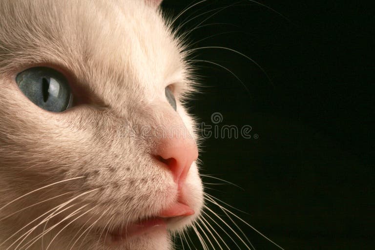 3,244 Cats Vertical Stock Photos - Free & Royalty-Free Stock Photos ...