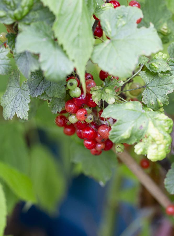 Up Close View of Fresh Ripe Red Currents Growing Stock Photo - Image of ...