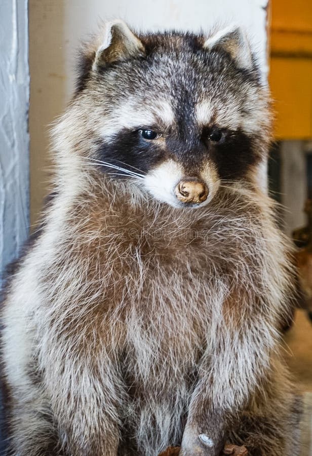 An Up Close View of a Raccoon Stock Image - Image of wildlife, sitting ...