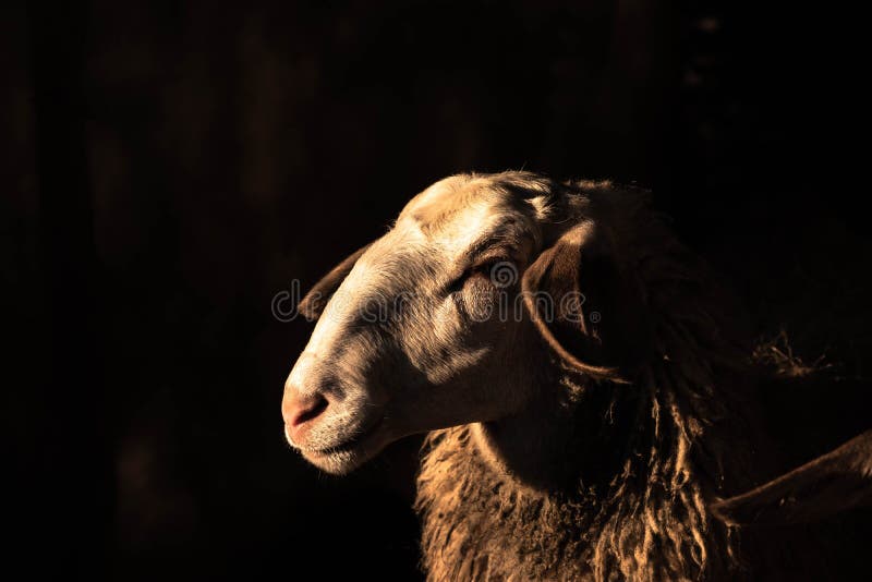 399 Side View Sheep Head Photos - Free & Royalty-Free Stock Photos from ...