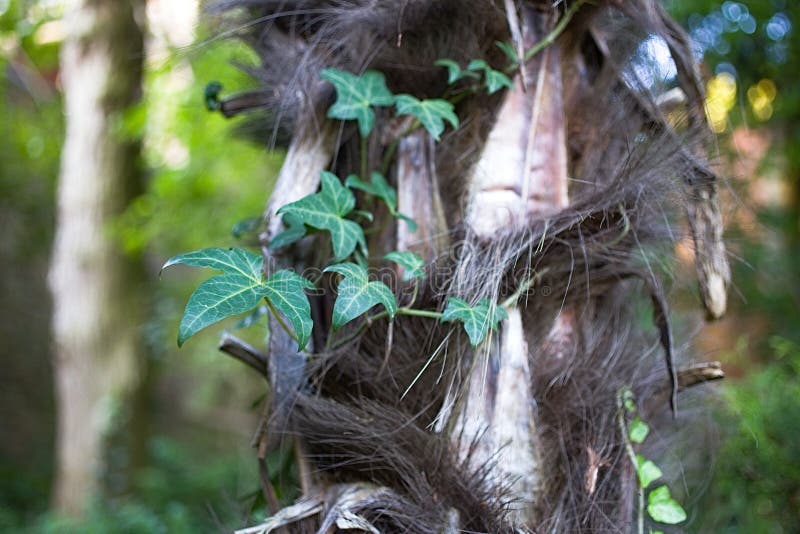 Up Close View of Tree Flaky Bark Stock Photo - Image of tree, view ...