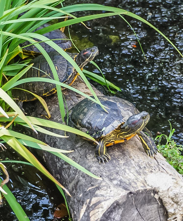 Turtles in a pond stock photo. Image of enjoy, look, shell - 582208