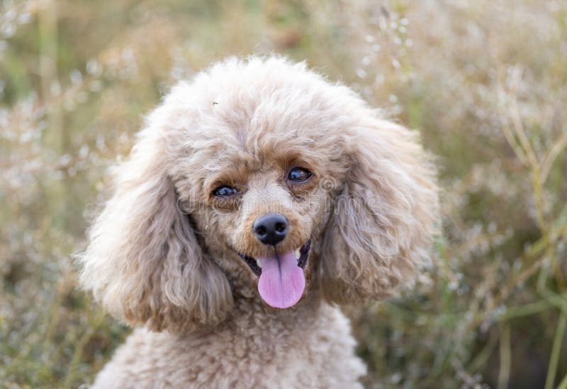 Up of the Face of a Toy Poodle Stock Image - Image of flower, sakura ...