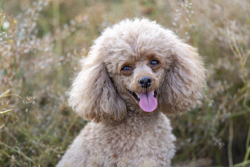 Up of the Face of a Toy Poodle Stock Image - Image of animal, turf ...