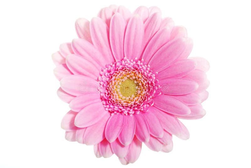 Up Front View on Pink Gerbera Flower. Stock Image - Image of front ...