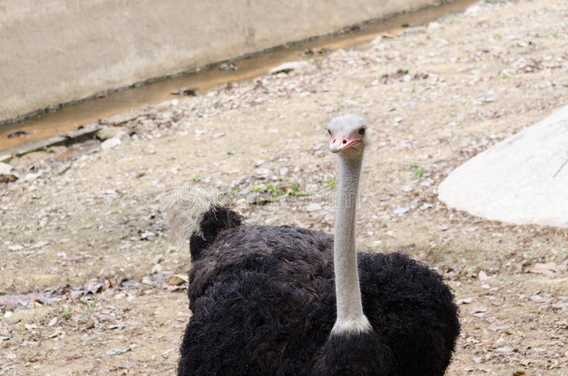 Up the Ostrich stock image. Image of marakele, frontal - 61187477