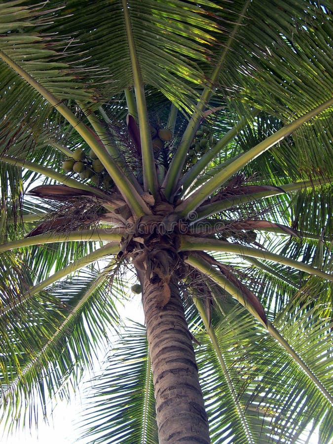 Up at a Palm Tree stock image. Image of shading, strong - 55721