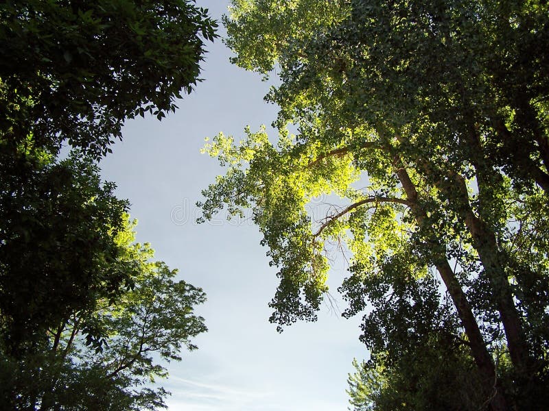 Up Past the Trees - 02 stock photo. Image of leaves, cloud - 2015722