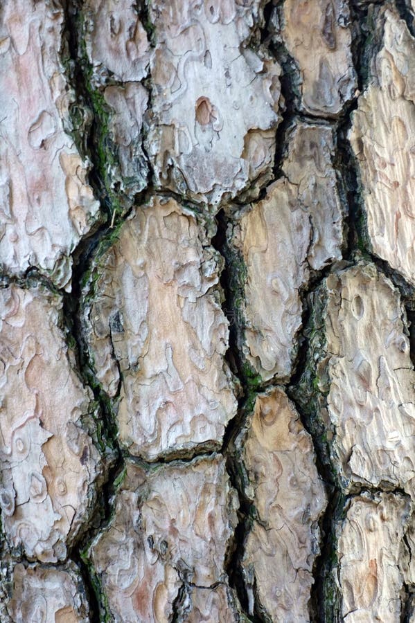 Pine tree surface up stock photo. Image of background - 163599464