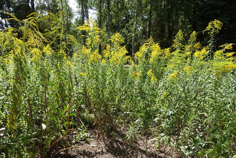Upright Stems of Solidago Canadensis with Yellow Flowers Stock Image ...