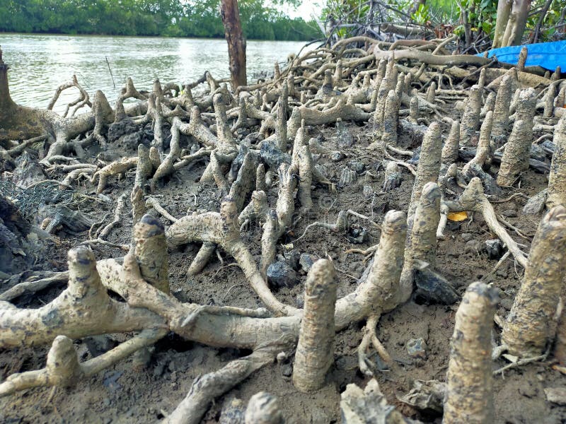 Up Root Mangrove from Under Ground Stock Image - Image of root ...