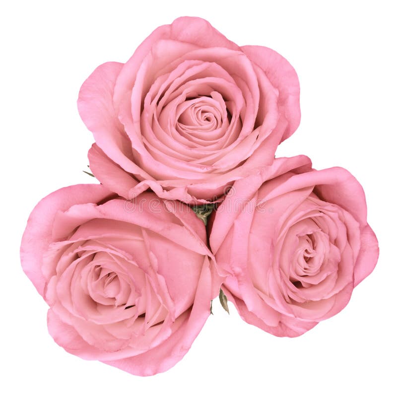 Up Shot of Pink Bright Beautiful Roses Stock Image - Image of petals ...