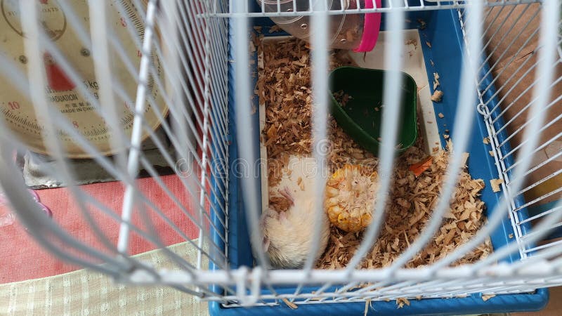 Up Side Photography a Small White Hamster is Sleeping in the Cage ...