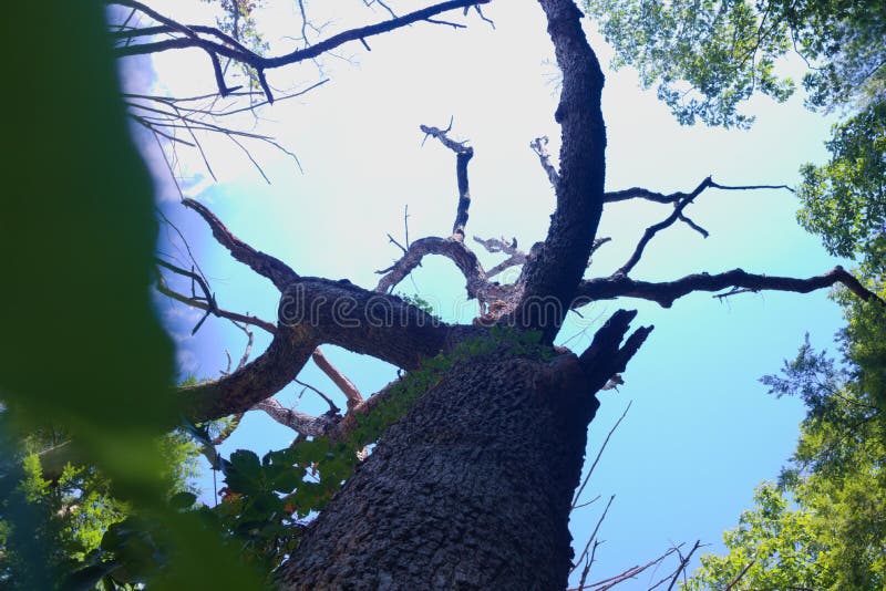 Tall Dead Tree without Leaves Rising Above Dried Vegetation and Green ... Tall Dead Tree without Leaves Rising Above Dried Vegetation and Green ...