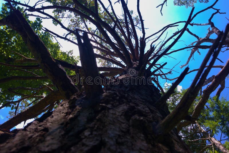 Tall Dead Tree stock image. Image of tall, growth, ecology - 7698473