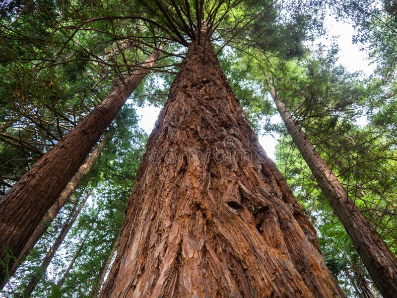 Old Big Evergreen Sequoia Sempervirens Coast Redwood Tree in Arboretum ...