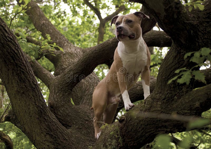 Chow chow stock photo. Image of tired, relaxing, smile - 190466