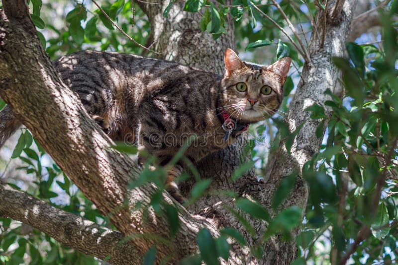 Tabby cat up a tree stock image. Image of furry, beautiful - 226660053