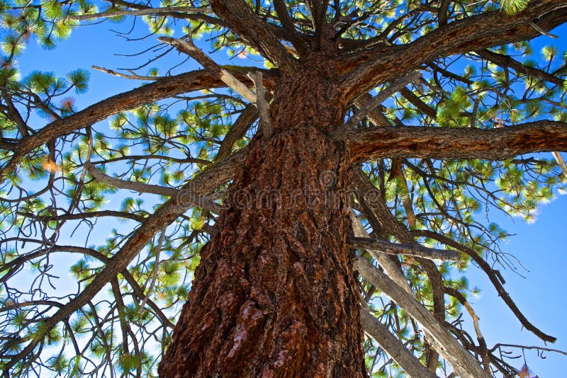 Up the Tree stock image. Image of tree, earth, park, hike - 52431503