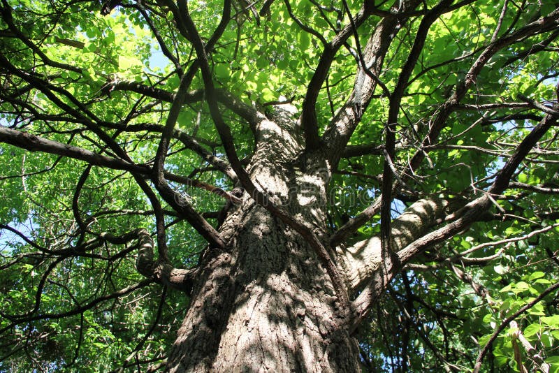 Up the Tree stock image. Image of nature, woodland, vegetation - 93655559