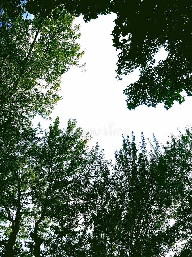 Up in the trees stock image. Image of trees, vermont - 177505779