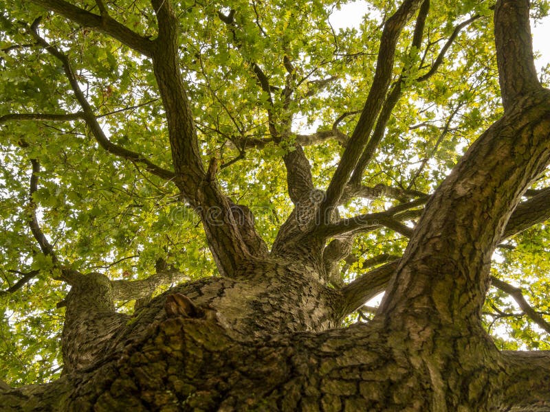 Up the Trunk of a Big Oak Tree Stock Image - Image of foliage, summer ...