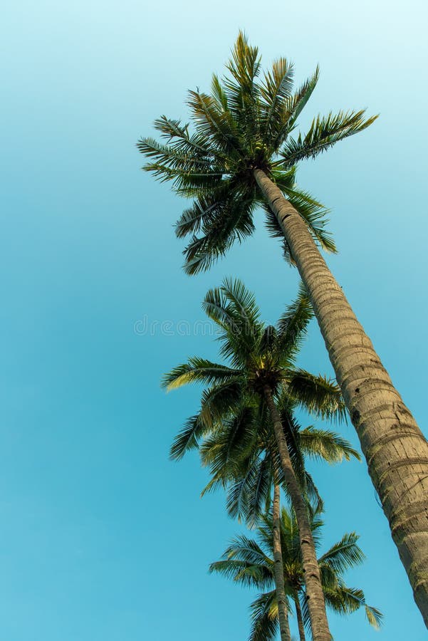 View of Coconut Trees and Blue Sky Stock Photo - Image of grass ...
