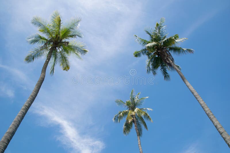 View of Coconut Trees and Blue Sky Stock Photo - Image of grass ...