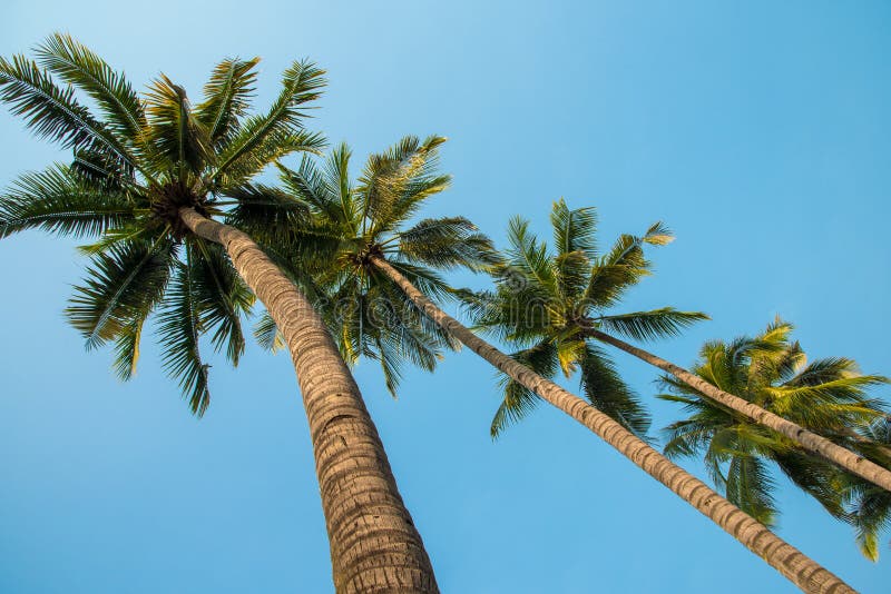 Up View Coconut Tree and Blue Sky Stock Photo - Image of palm, natural ...